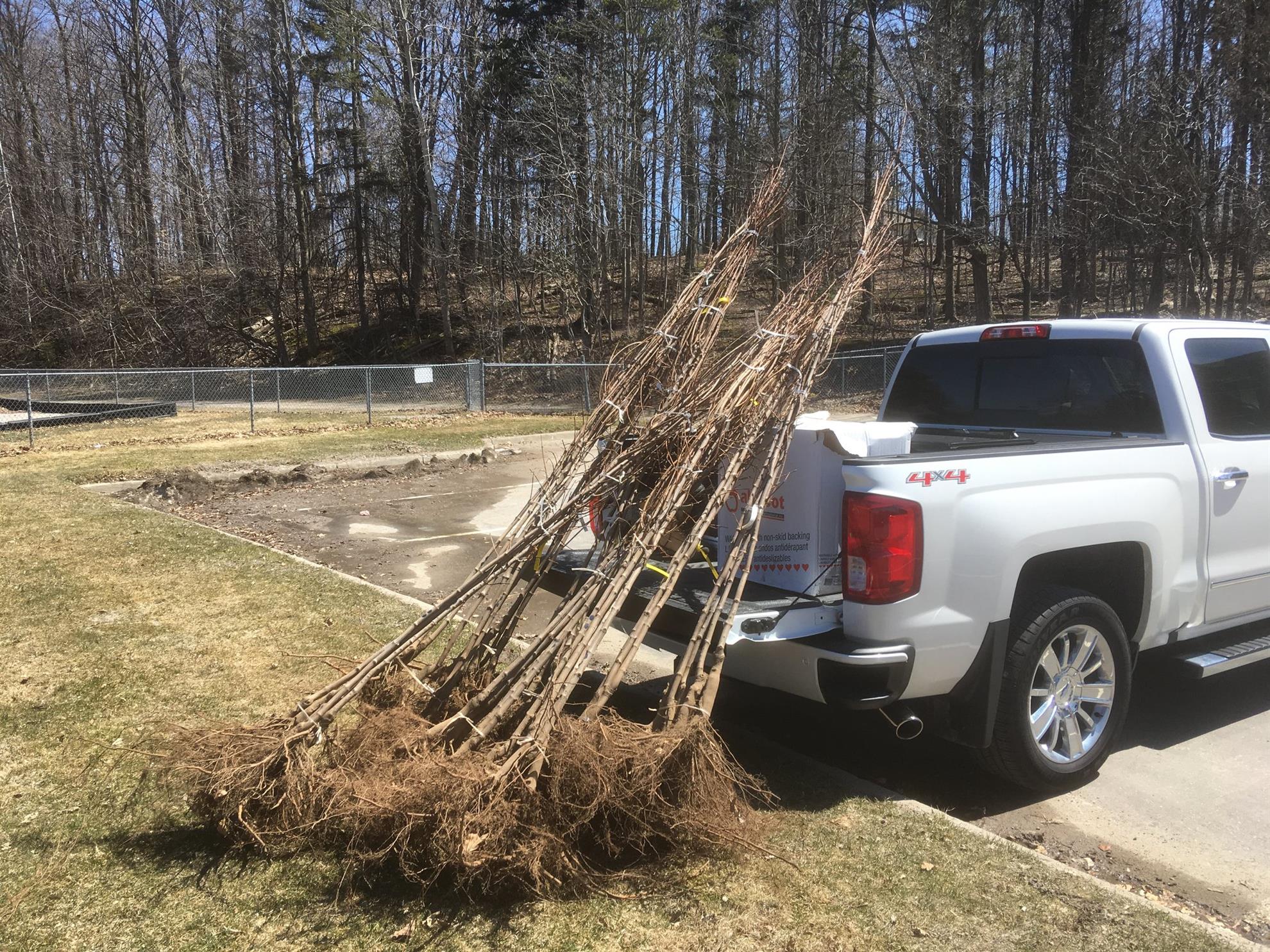 Rotary Tree Planting Day | The Rotary Club of Ingersoll