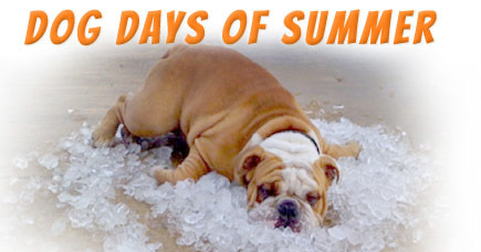 Dog Days of Summer | The Rotary Club of Oakville