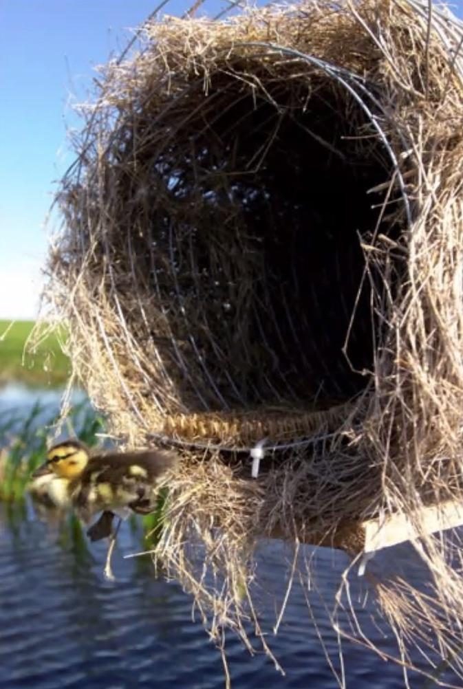 Ducks, Waterfowl and Drones | Rotary Club of Simcoe