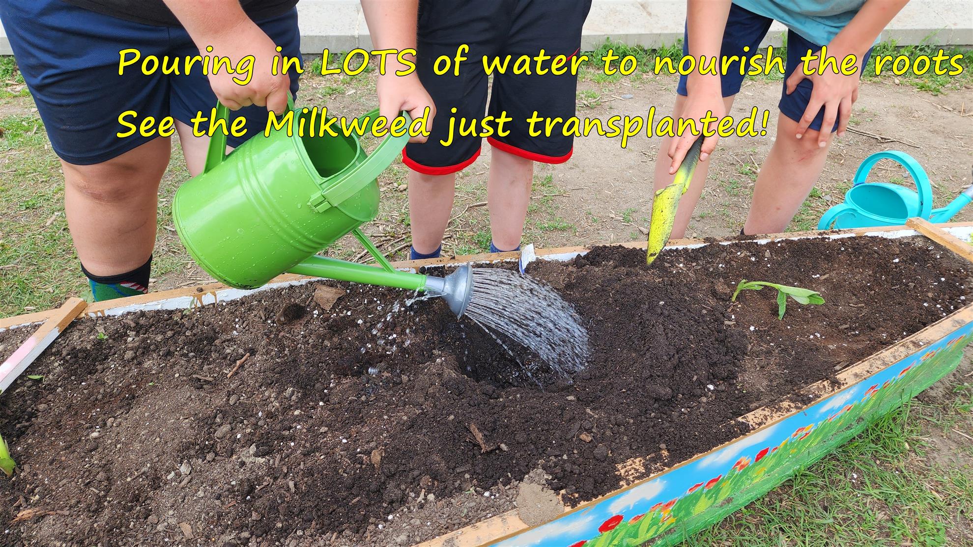 Planting the Pollinator Canoes 1 June 2023 Broadview PS | Rotary Club ...