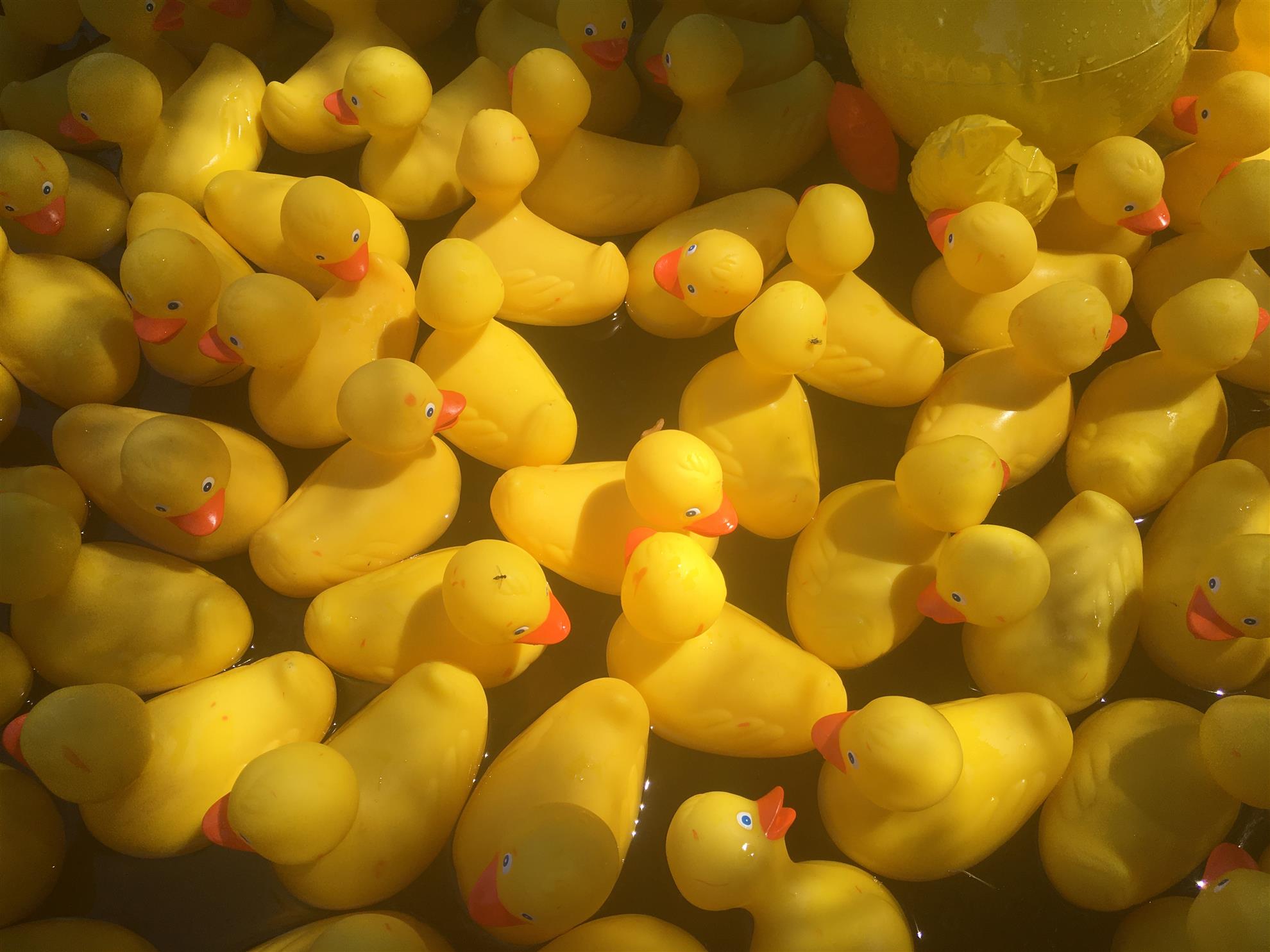 Tickets Available to Win $500 Top Prize in Potsdam Rotary Rubber Ducky ...