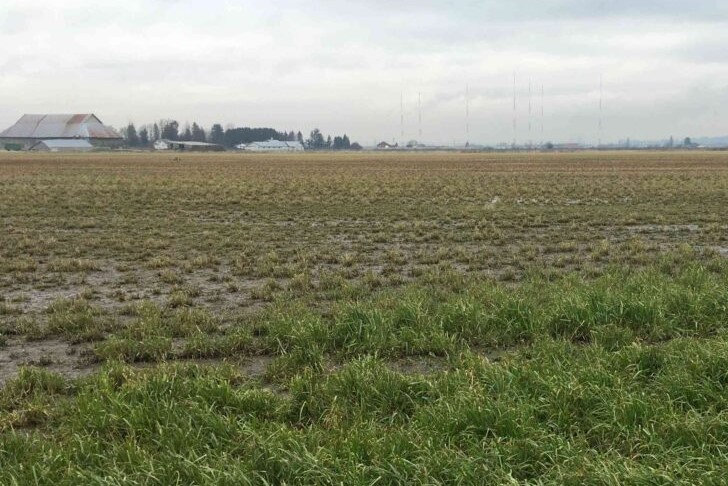 Sustainable farming and wildlife habitat in Delta | Rotary Club of ...