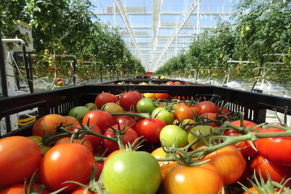 Windset sponors splash park | Rotary Club of Ladner (Delta)