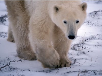 Canada’s Arctic through the lens of a photographer | Rotary Club of ...