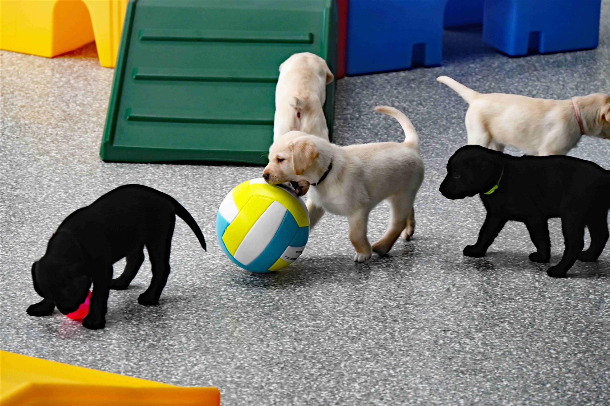 Newborn future guide dogs get a good start with lab equipment which ...