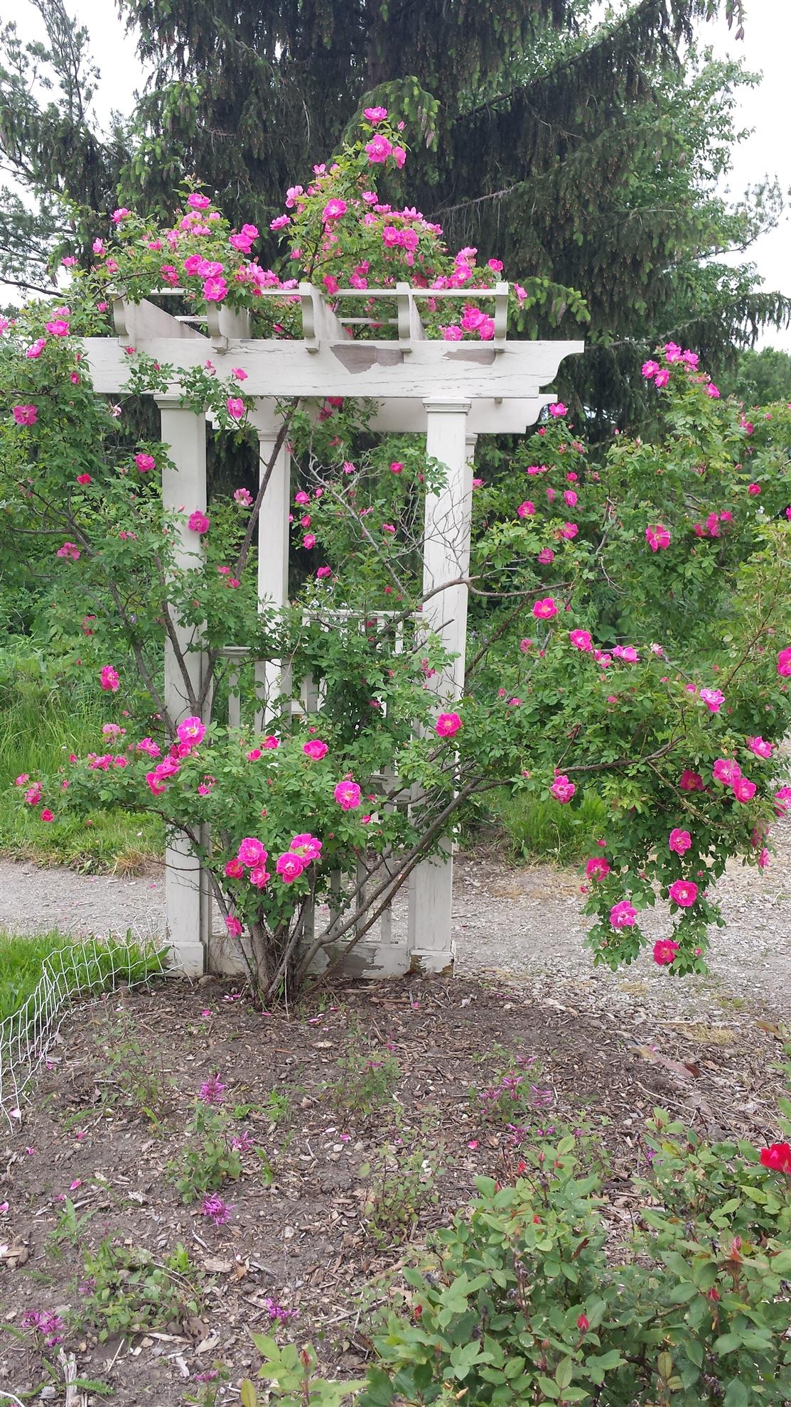 RCAAN Butterfly & Hummingbird Garden at Gallup Park Ann Arbor | Rotary ...