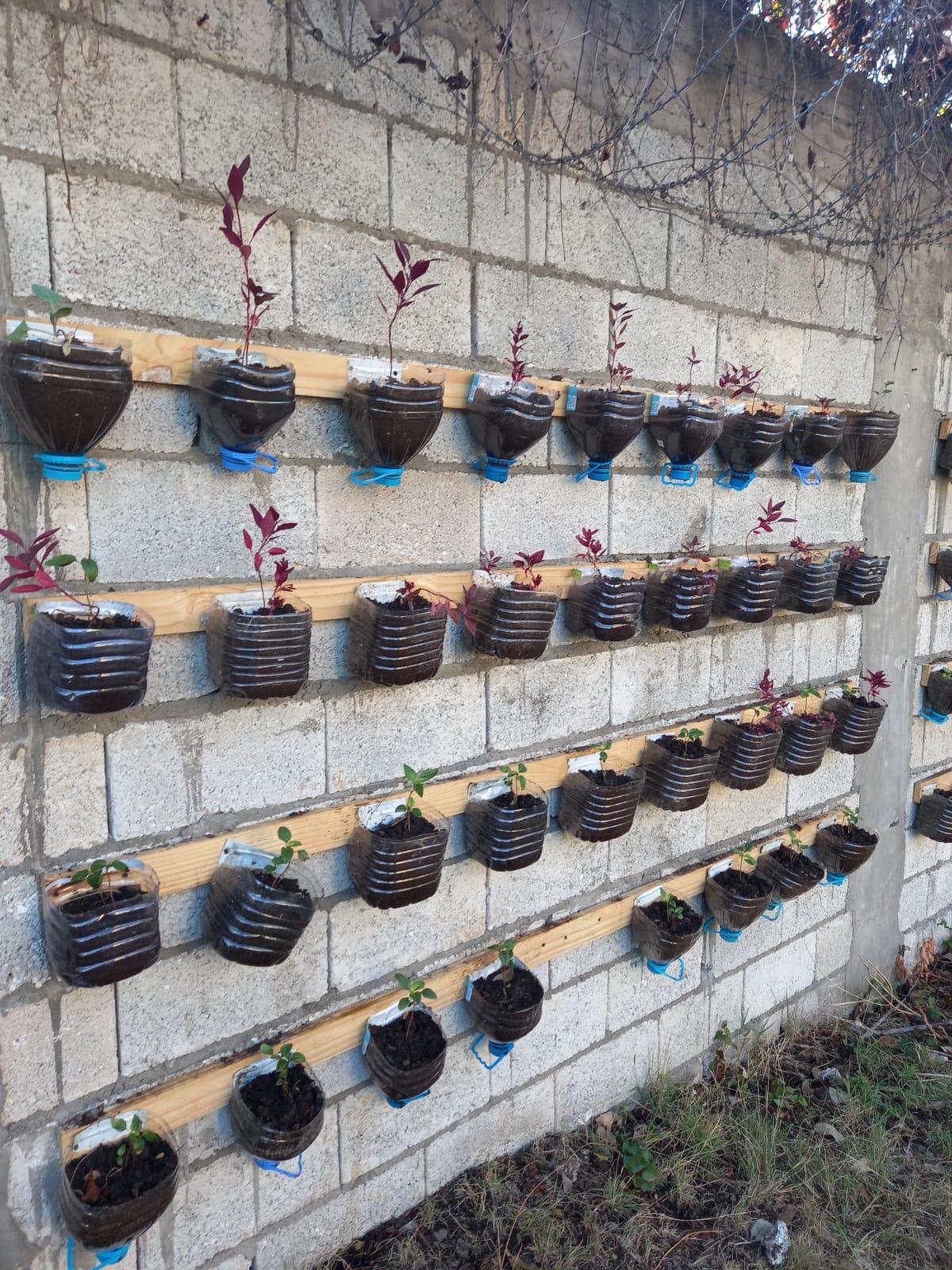 Wall Farming at Mary's Child Home of the Mustard Seed Communities ...