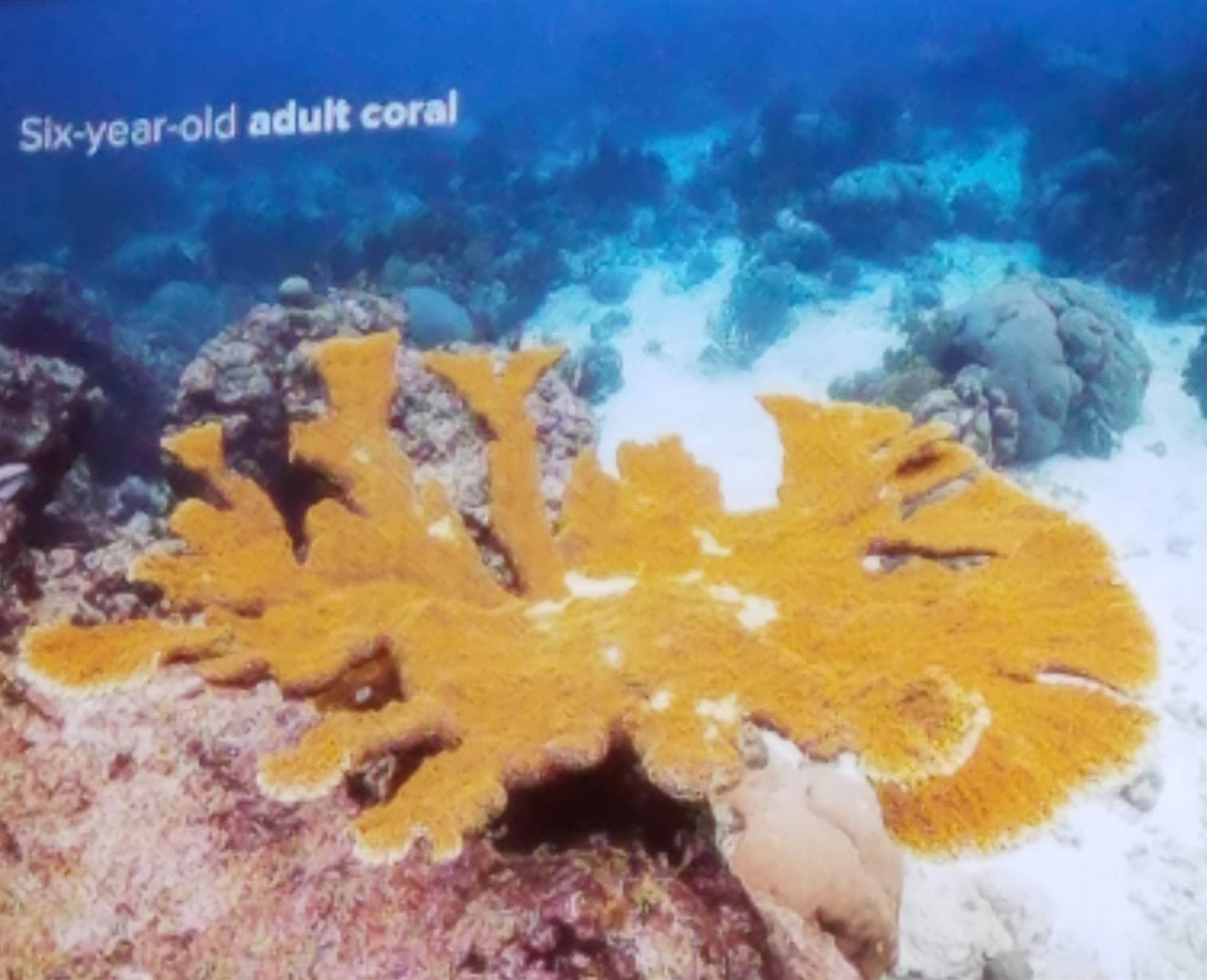 Saving The Coral Reefs | Rotary Club of Missoula