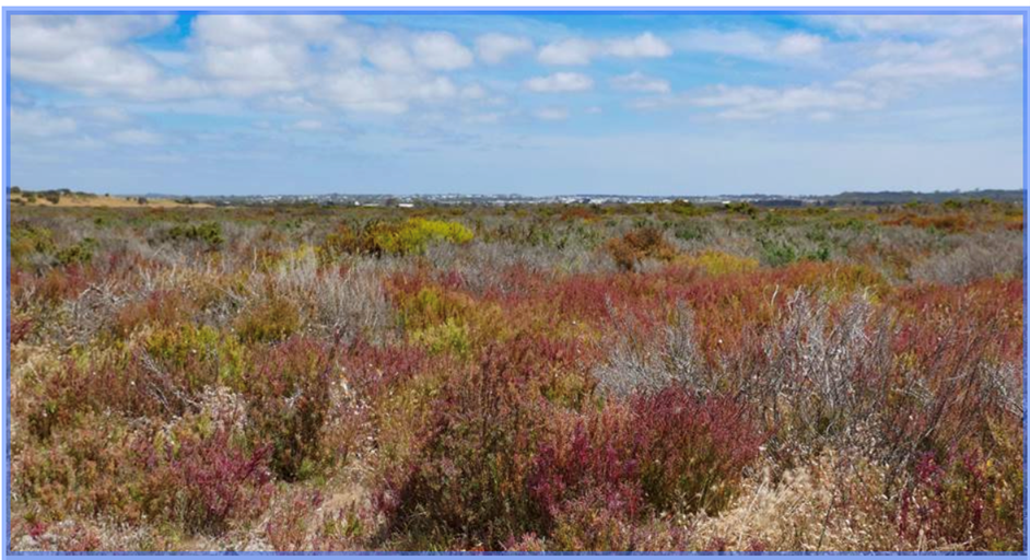 Environment News | Rotary Club of Torquay