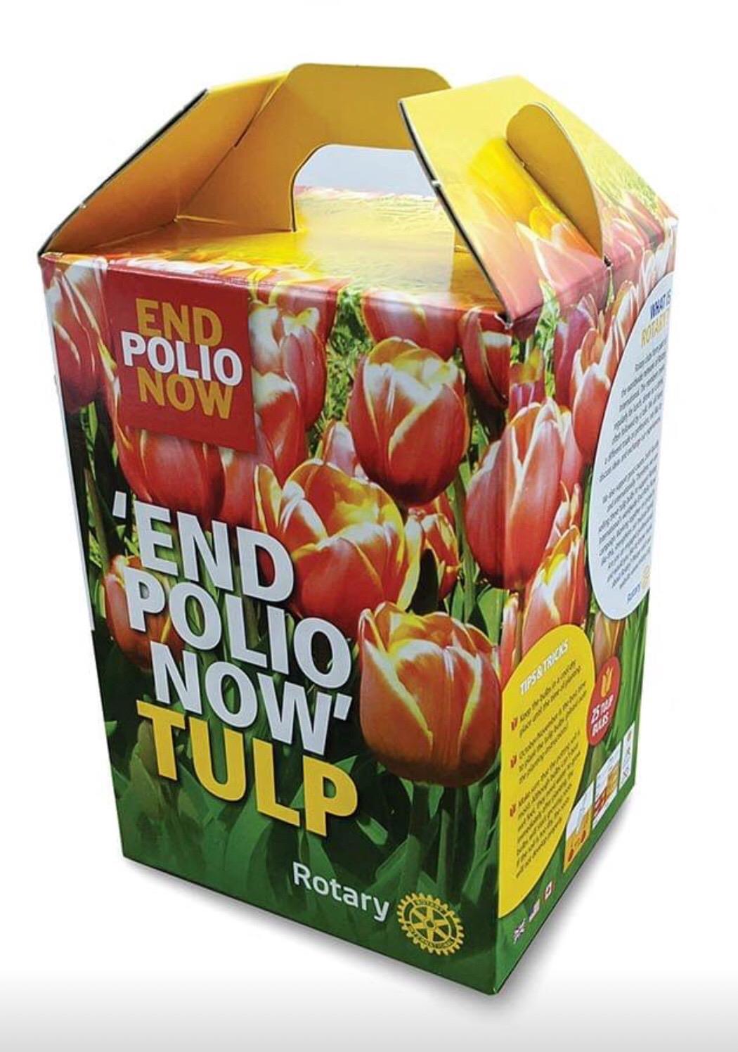Update - the "End Polio Now" Tulips | Rotary Club of Lake Placid