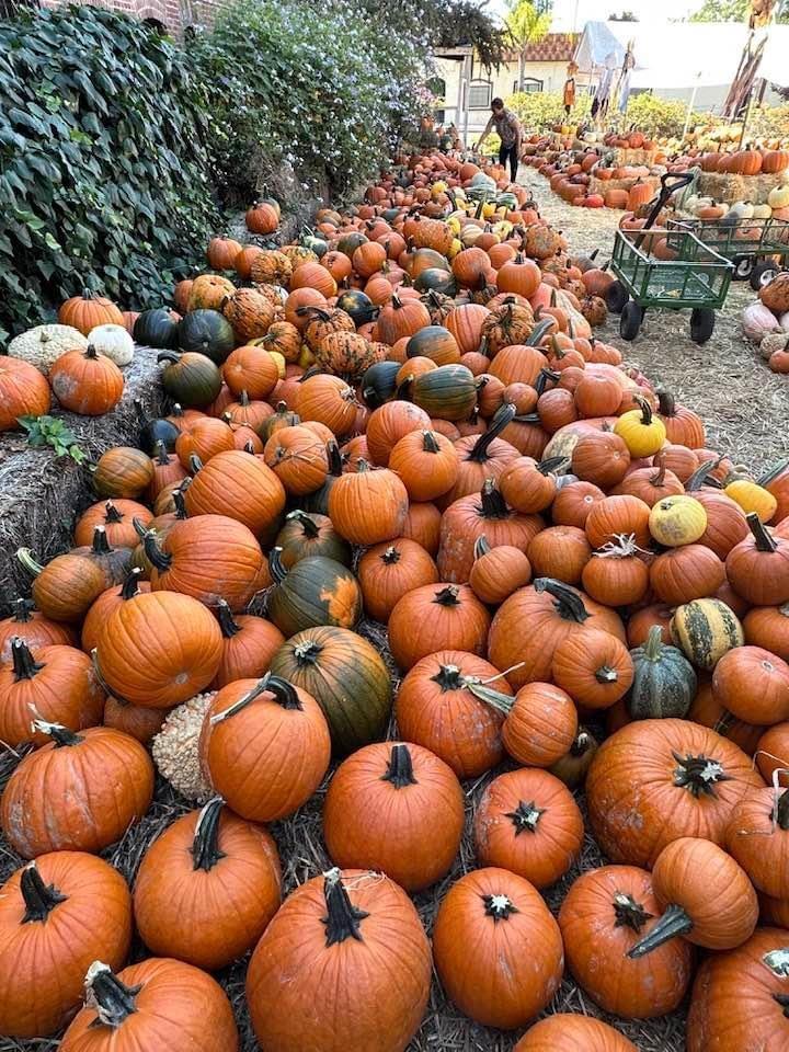 Weekly Bulletin (Oct 08, 2023)