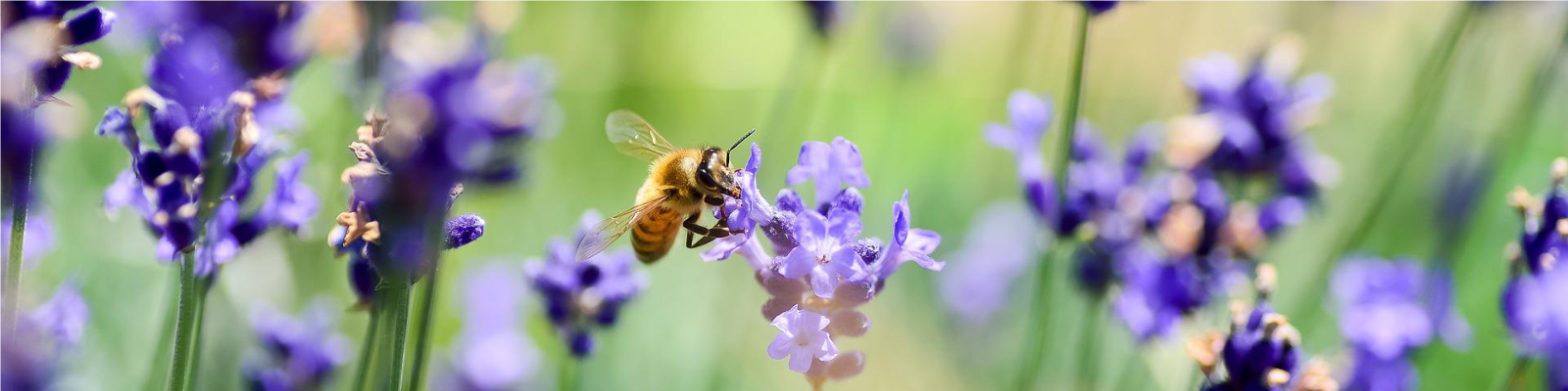 Native Pollination Garden | Rotary Club of Bedford
