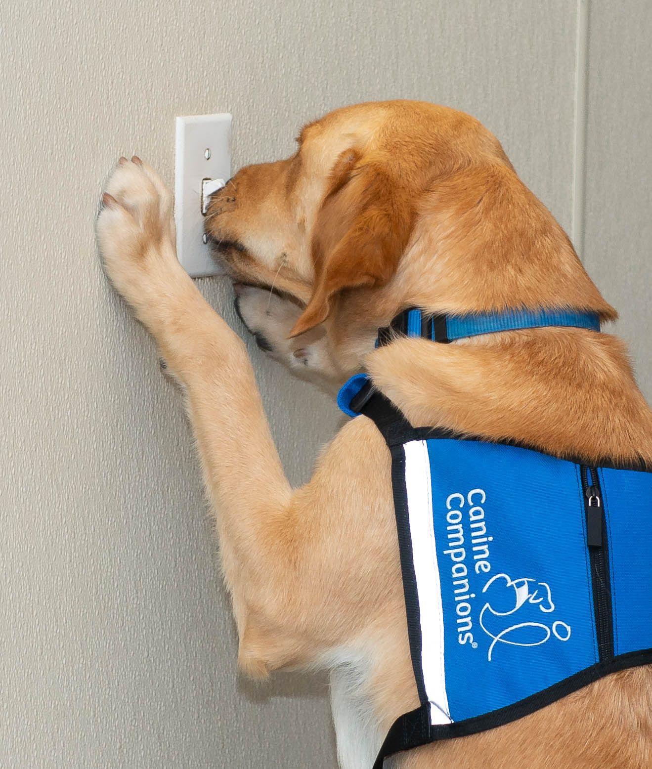 Canine Companions Matching Grant | Rotary Club of Santa Rosa Sunrise