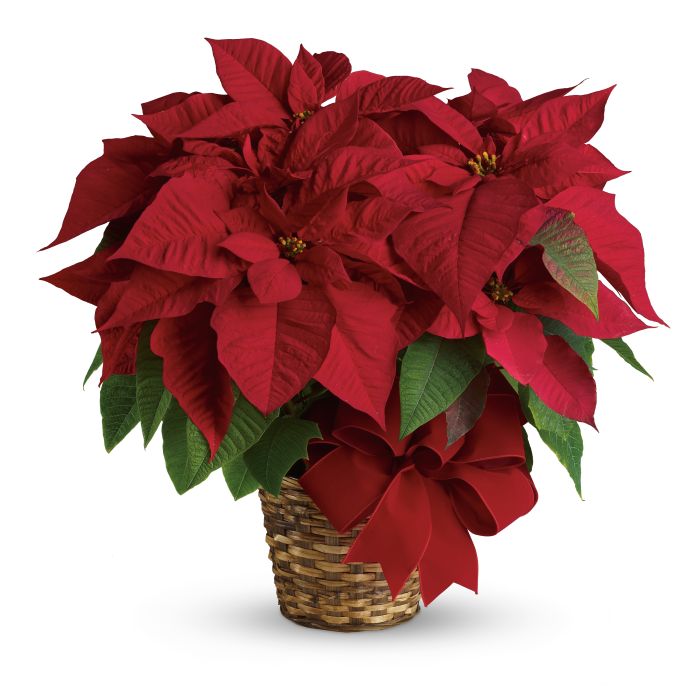 2025 Holiday Flowers | Rotary Club of St. Louis Park