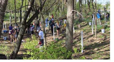 Rotary Tree Planting Day | The Rotary Club of Rochester