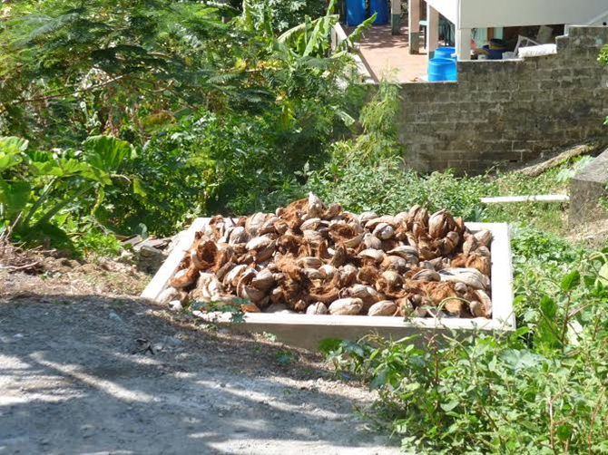 Past President Mary Beth Sutton Presents Caribbean SEA | Rotary Club of ...