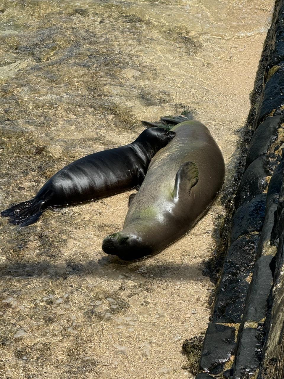 2024.05.28 Hybrid Lunch Mtg - Dr. Neal Milner | Rotary Club of Honolulu ...