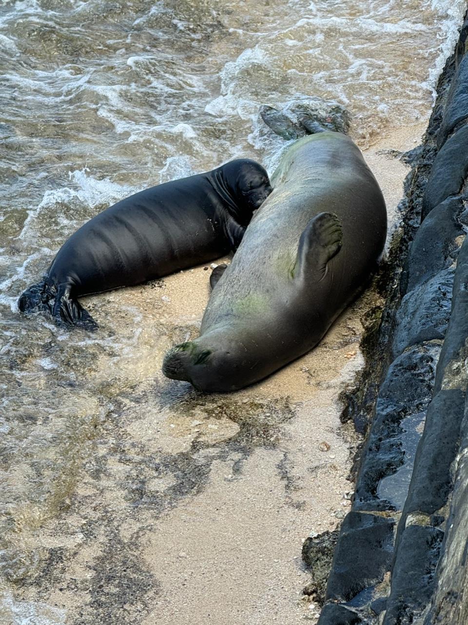 2024.05.28 Hybrid Lunch Mtg - Dr. Neal Milner | Rotary Club of Honolulu ...