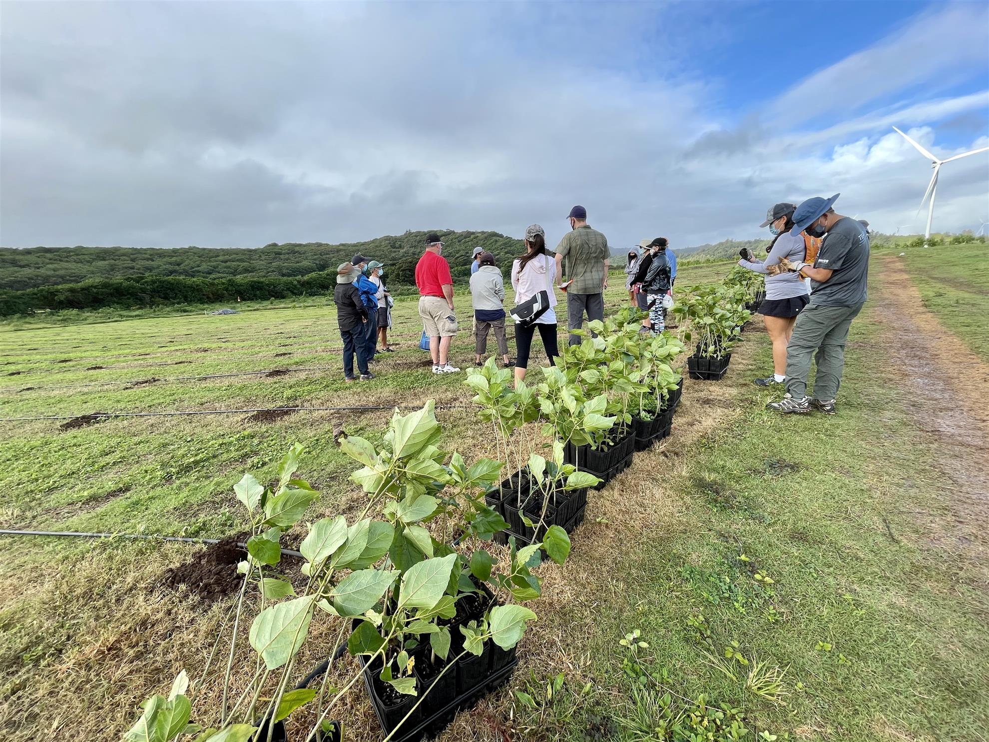 Rotary Gives Thanks - Tree Planting | Rotary Club of Kahala Sunrise ...
