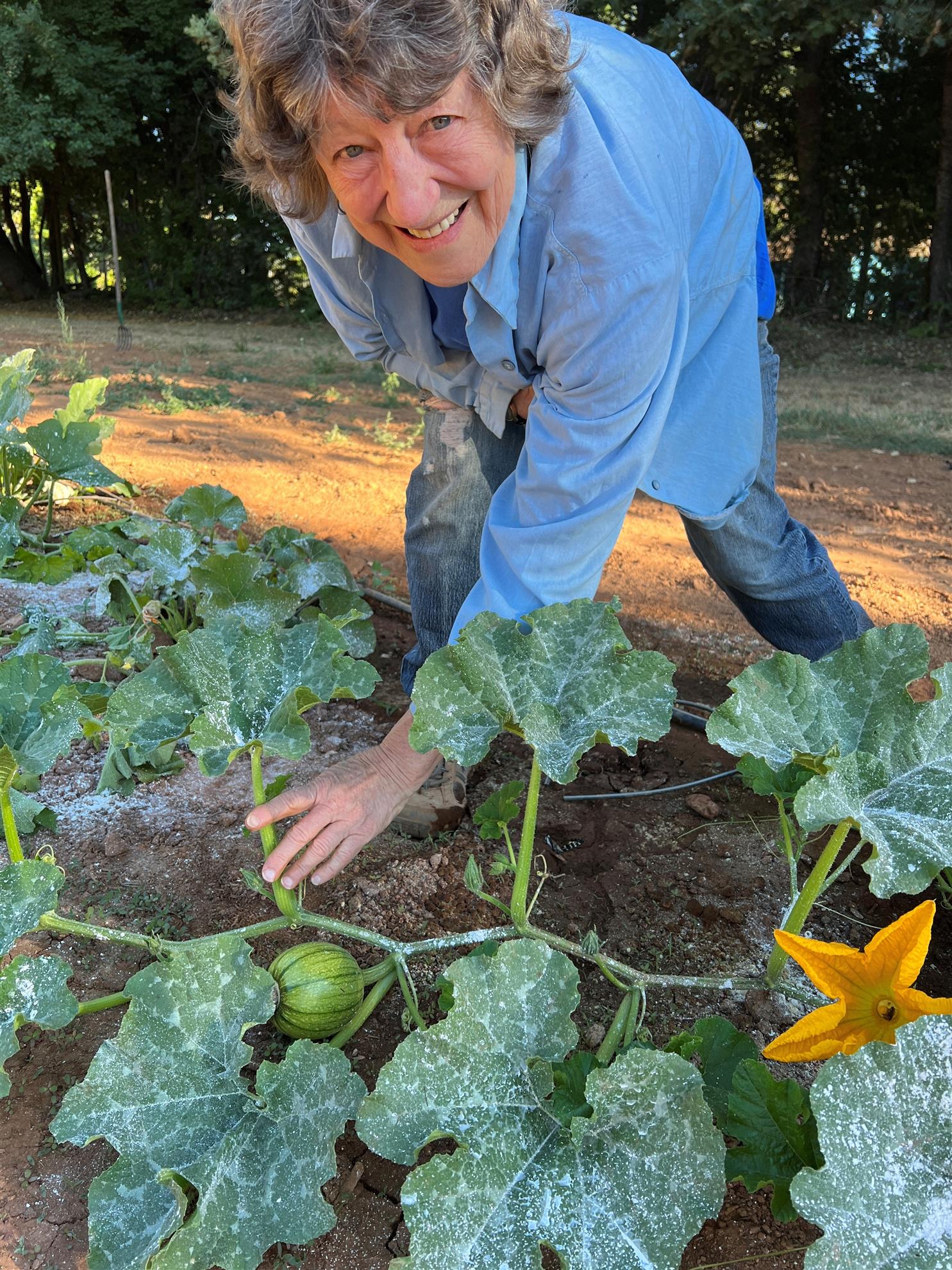 Growing Pumpkins for Polio | Rotary Club of Nevada City