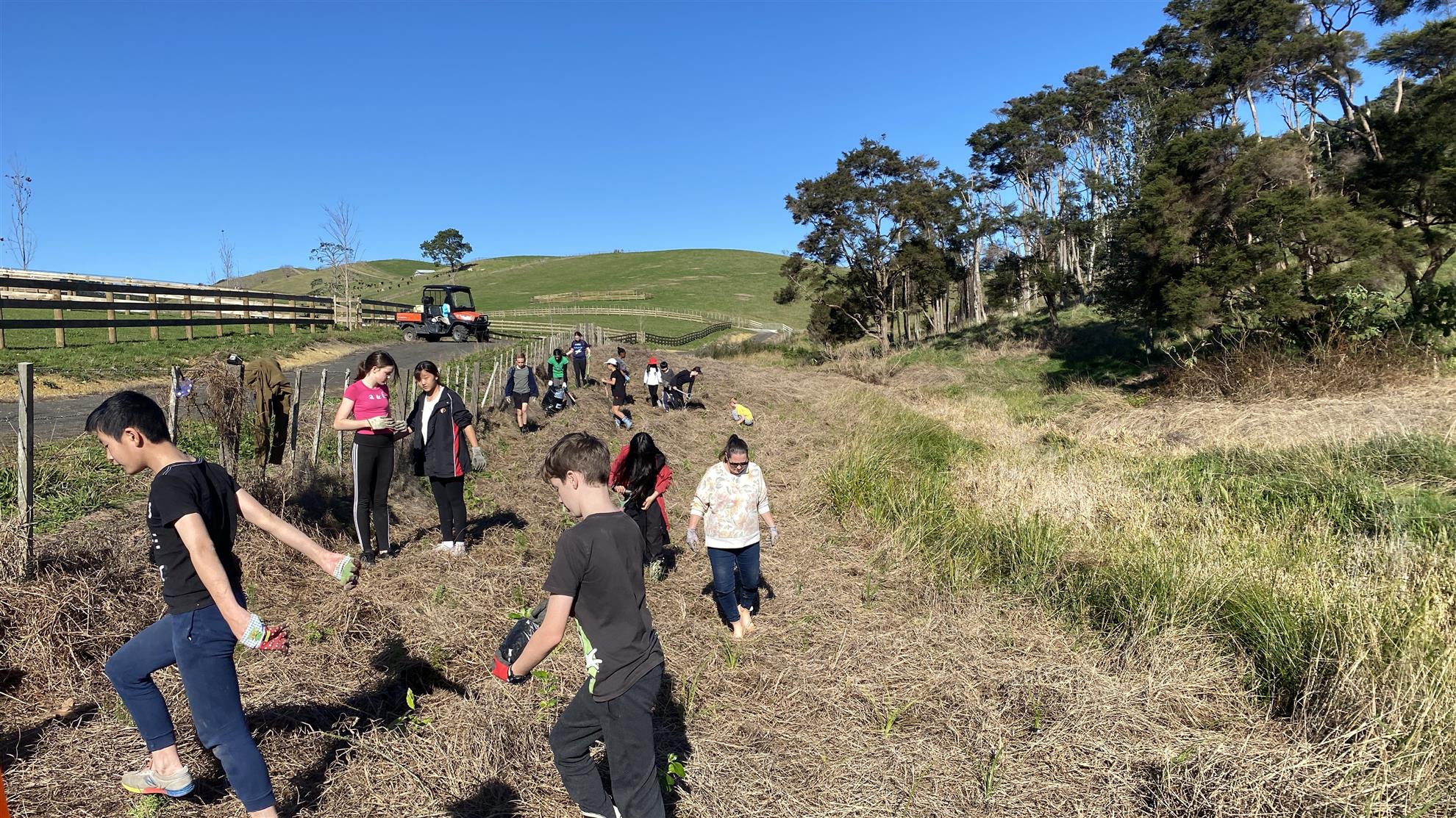 Trees For Survival | The Rotary Club of Downtown Auckland (Inc)