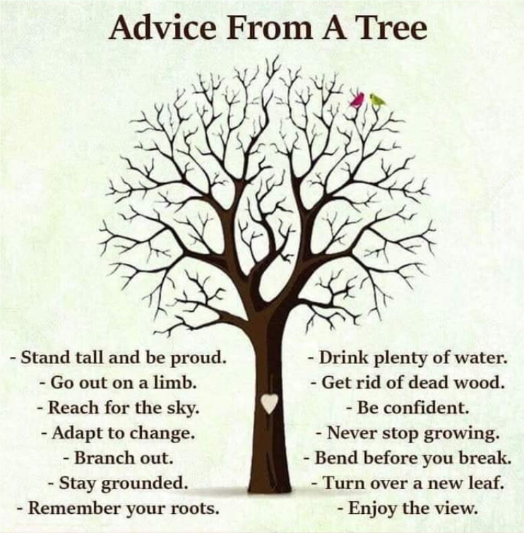 Be like a tree | The Rotary Club of Mosgiel