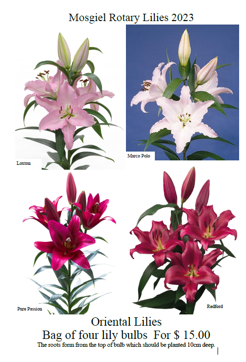 Book Sale full steam ahead | The Rotary Club of Mosgiel