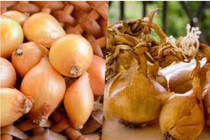 Know your onions | Rotary Club of North Balwyn