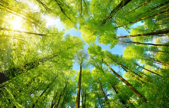 The Rotary Foundation Adds the Environment to its Areas of Focus ...