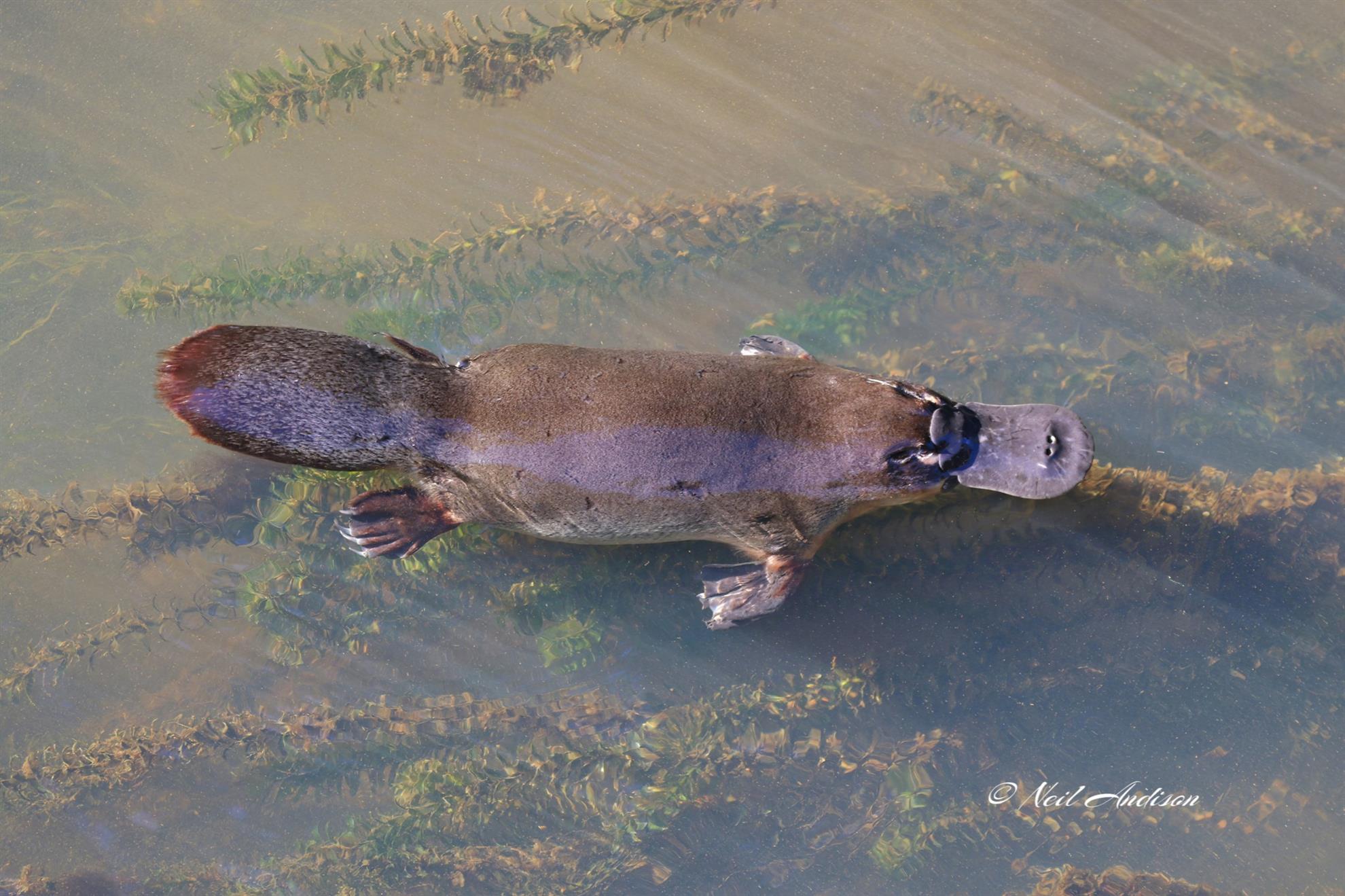 Talking about Platypus | Rotary Club of Redcliffe Sunrise