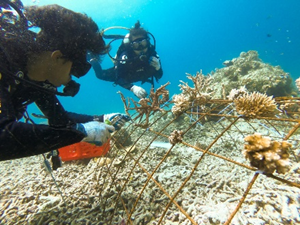 Niagara-on-the-Lake Helps Restore Coral Reef | Rotary District 7090