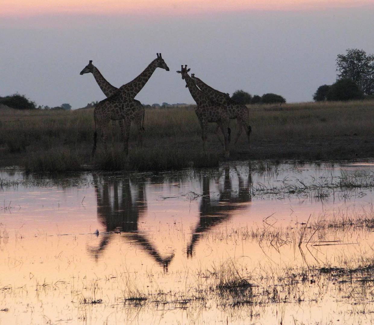 How About A Rotary Safari? | Rotary District 5650