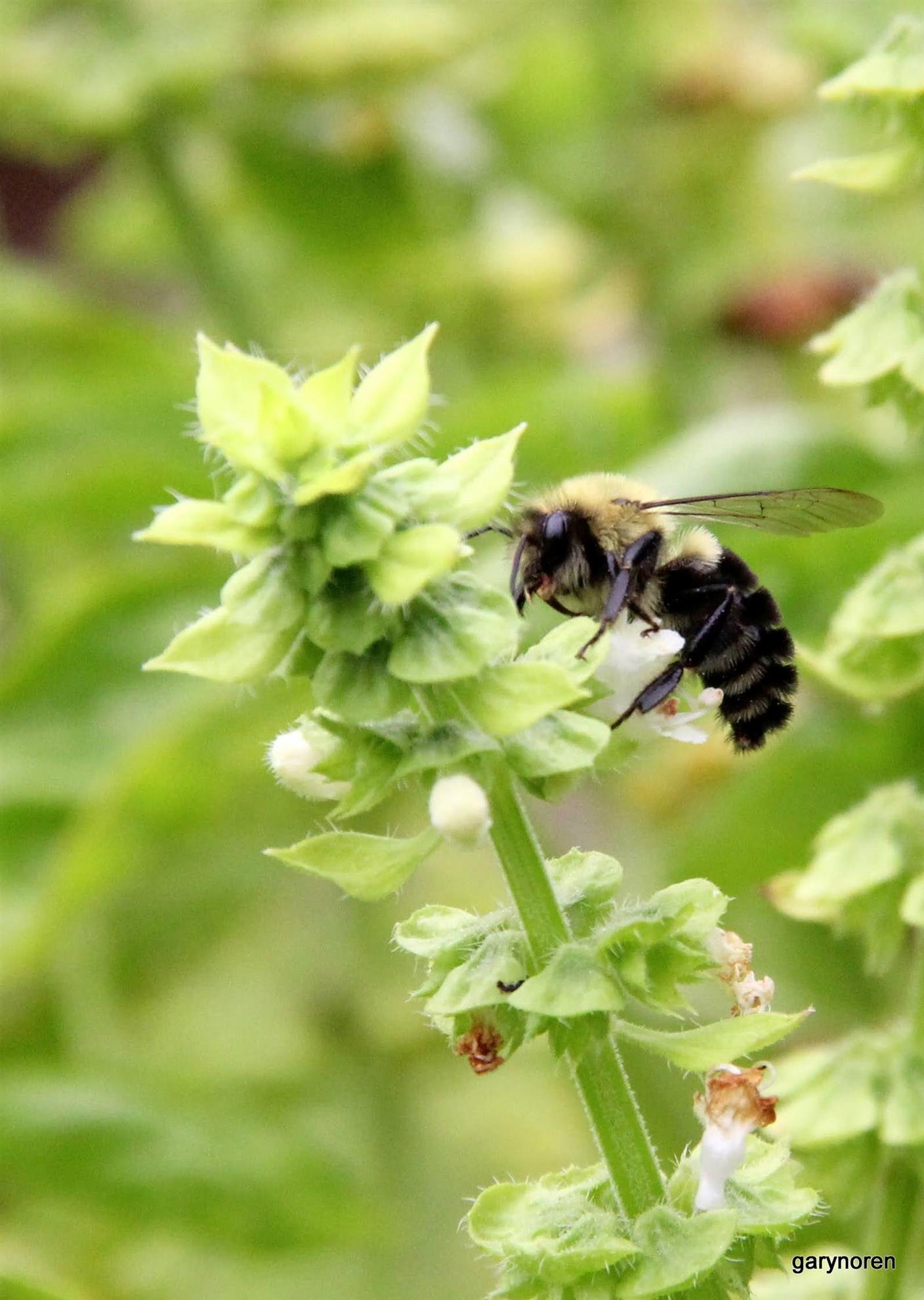 Mississippi River Operation Pollination Partnership | District 6250