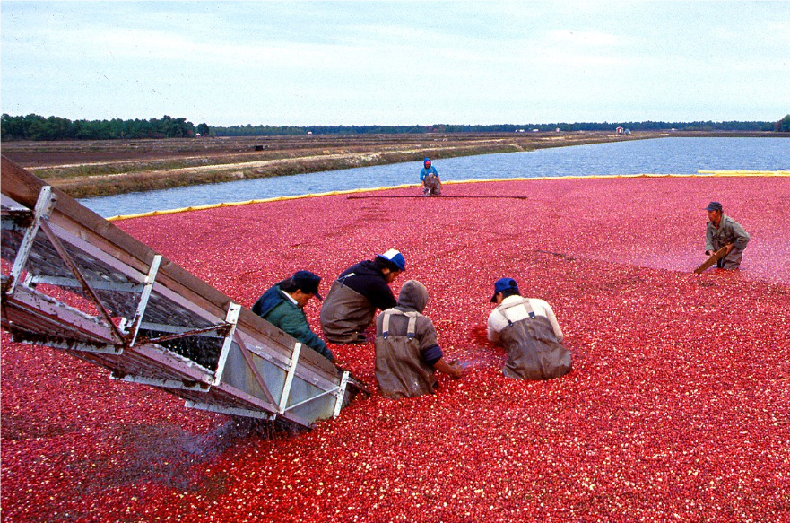 Vibrant Club Workshop | District 6250