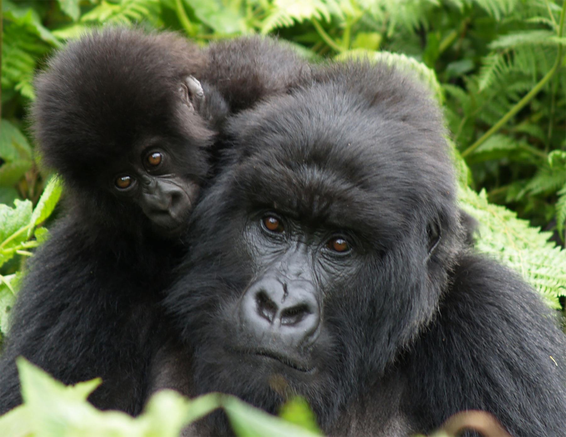Mountain Gorillas Habitat Loss