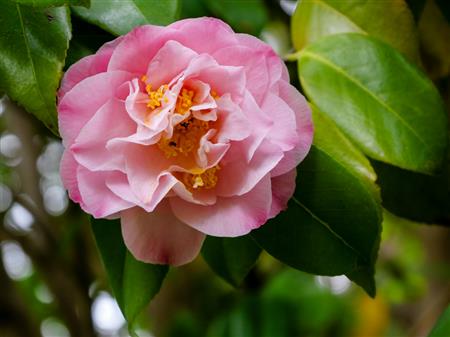 Photo Albums | Comox Valley Probus Club