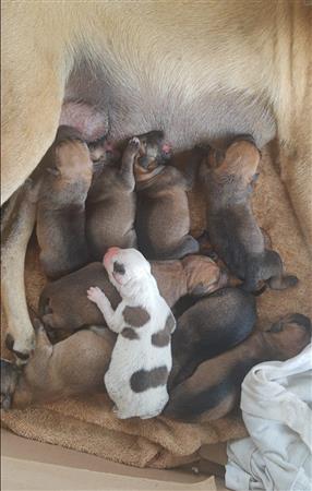 Corozal Animal Rescue Experience | Believe in Belize