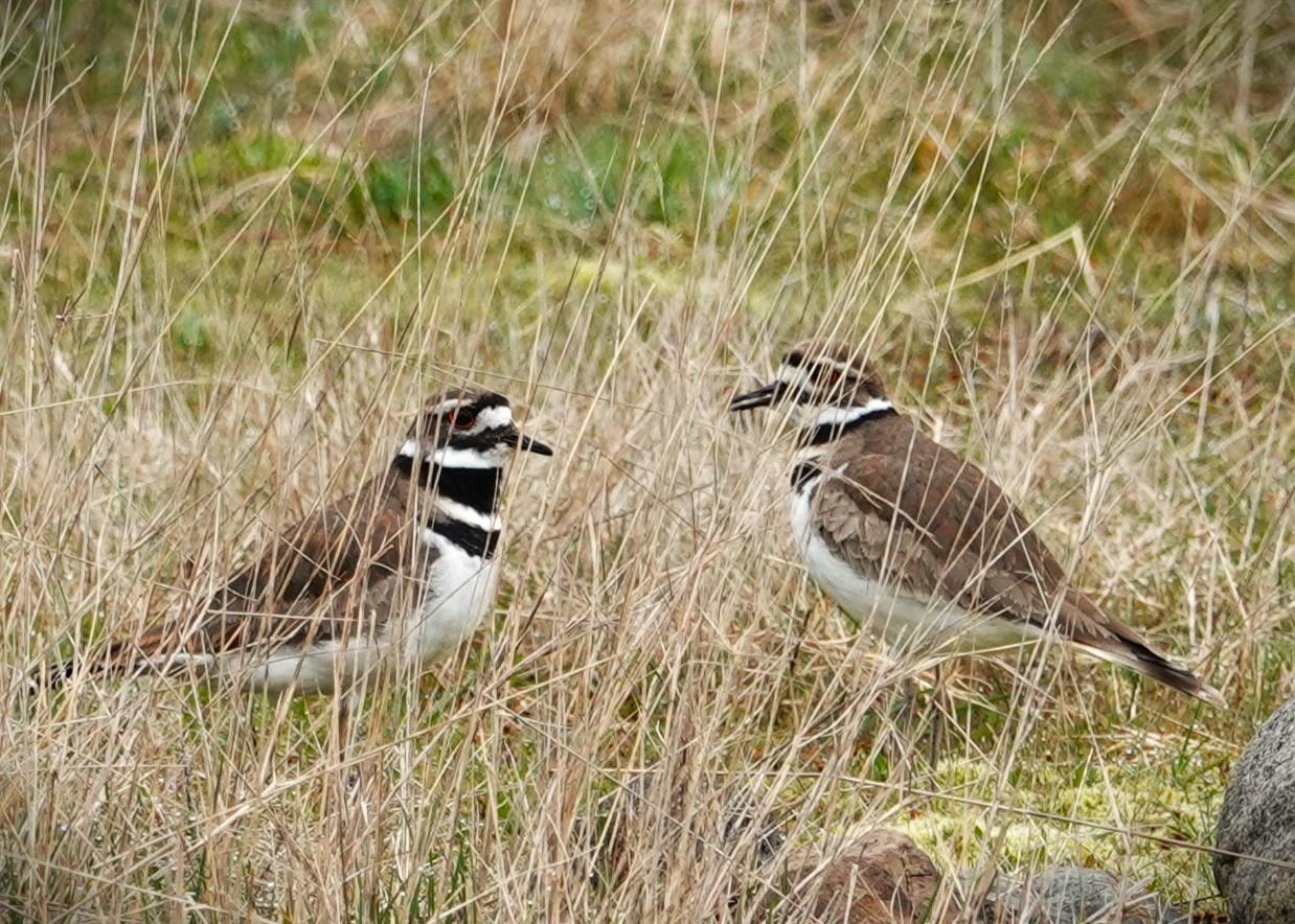 Birding - March 30, 2025 | Glacier Probus