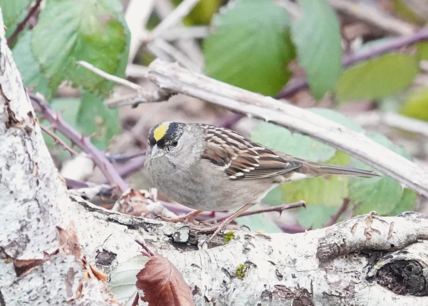 Birding - January 1, 2026 | Glacier Probus