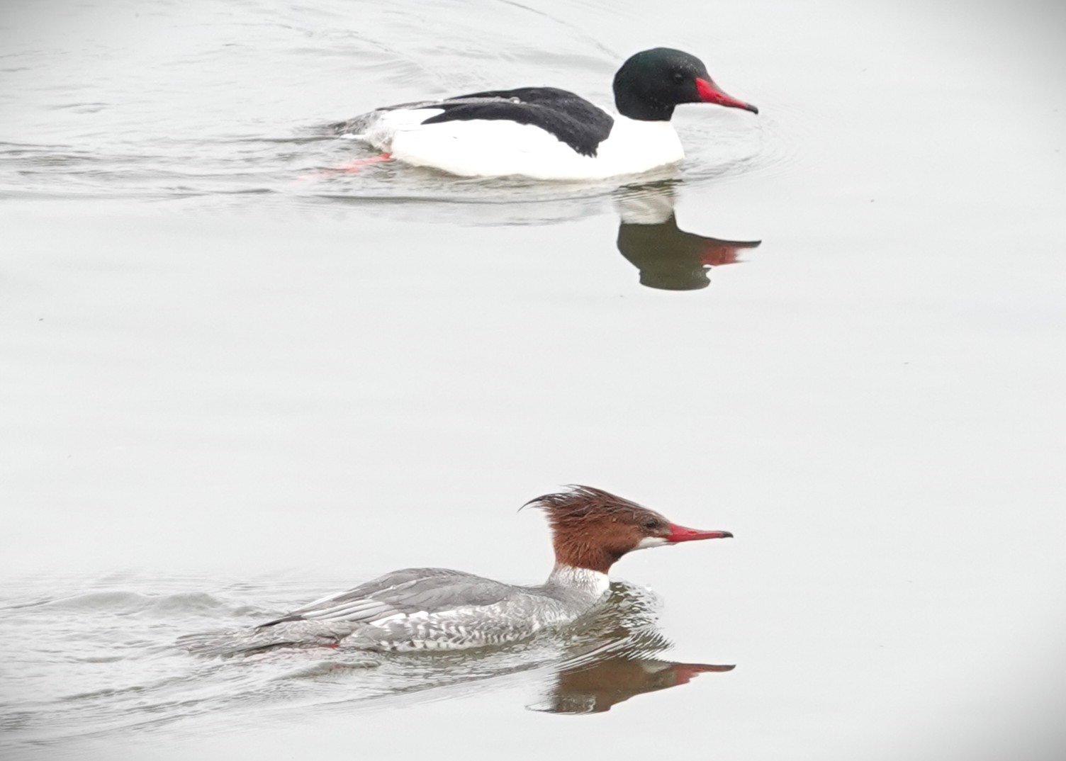 Birding - March 30, 2025 | Glacier Probus