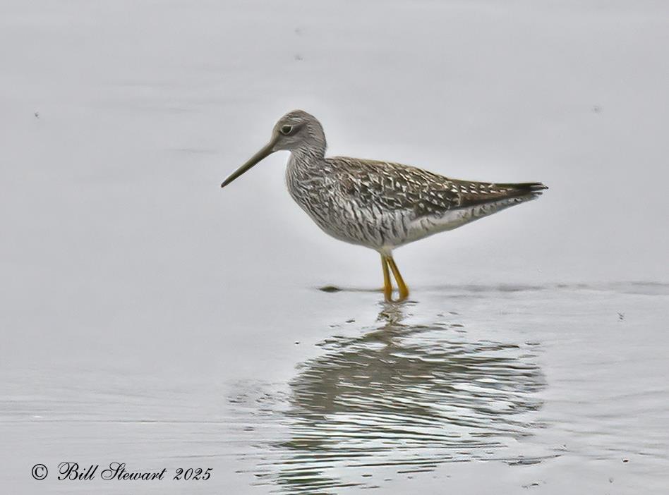 Birding - March 30, 2025 | Glacier Probus