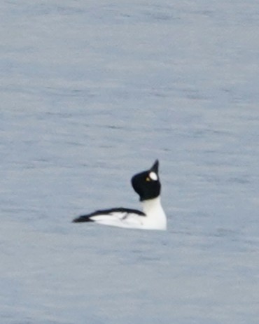 Birding November 8, 2025 | Glacier Probus