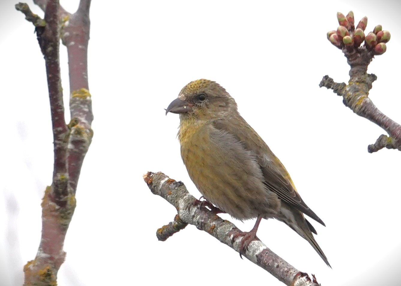 Birding - March 30, 2025 | Glacier Probus