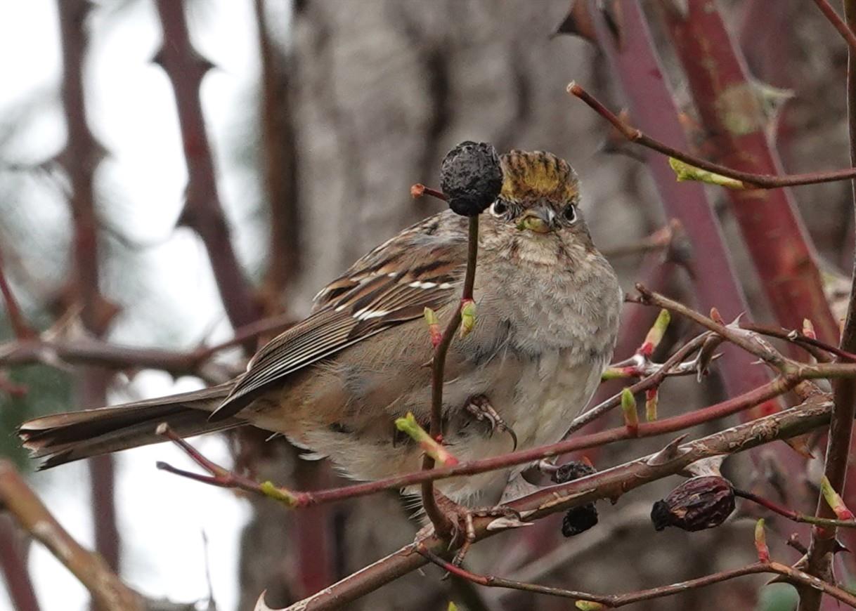 Birding - March 30, 2025 | Glacier Probus